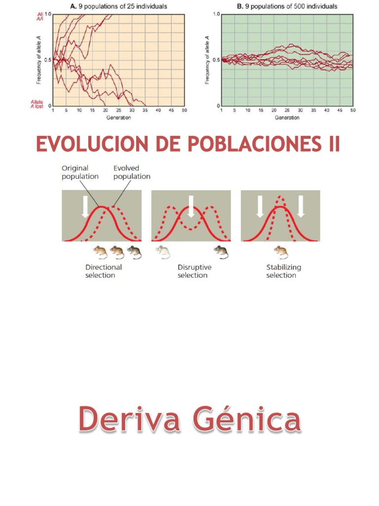 Deriva Génica. Evolución Sin Selección Natural | Endogamia | Medicina