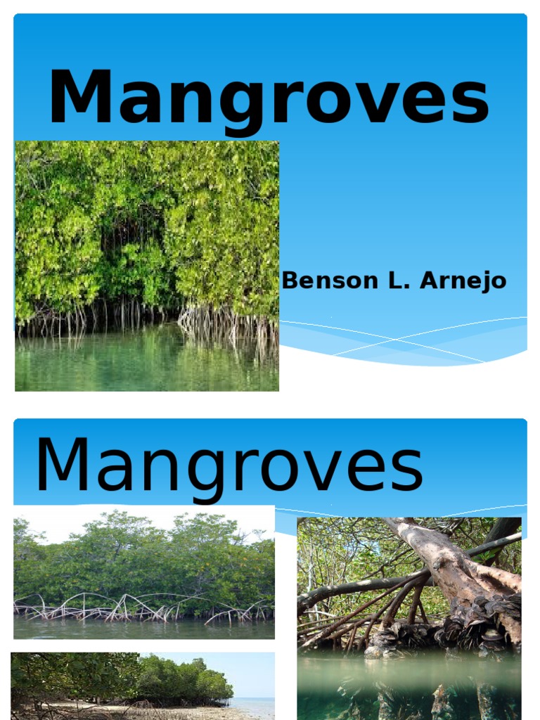Mangroves | Mangrove | Ecology