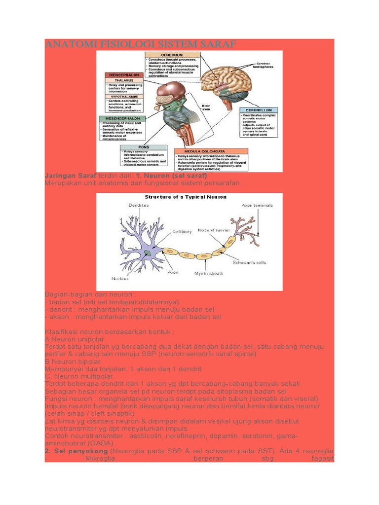 Anatomi Fisiologi Sistem Saraf | PDF