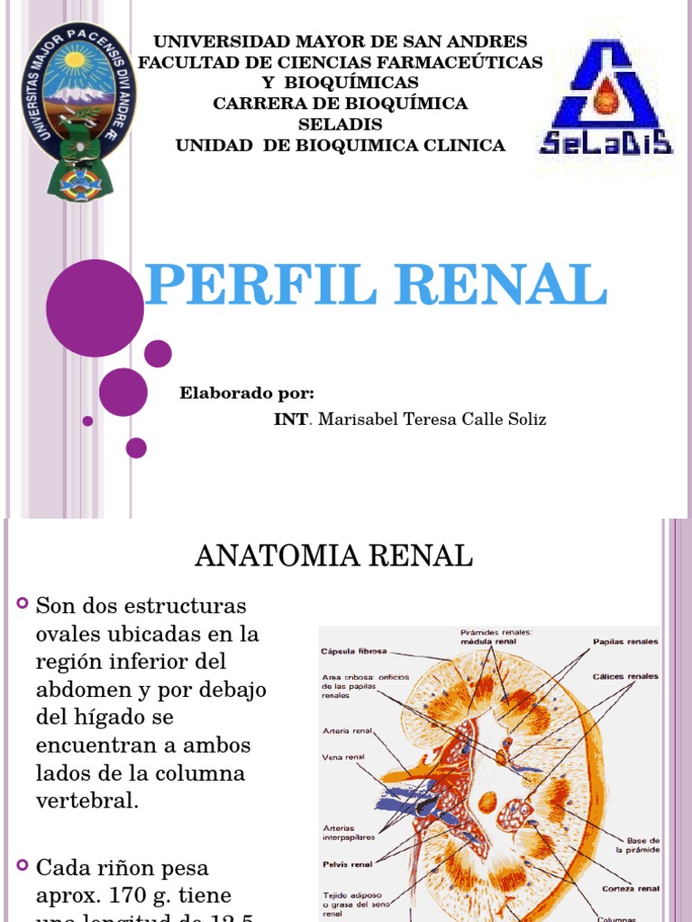 Perfil Renal | Creatinina | Riñón