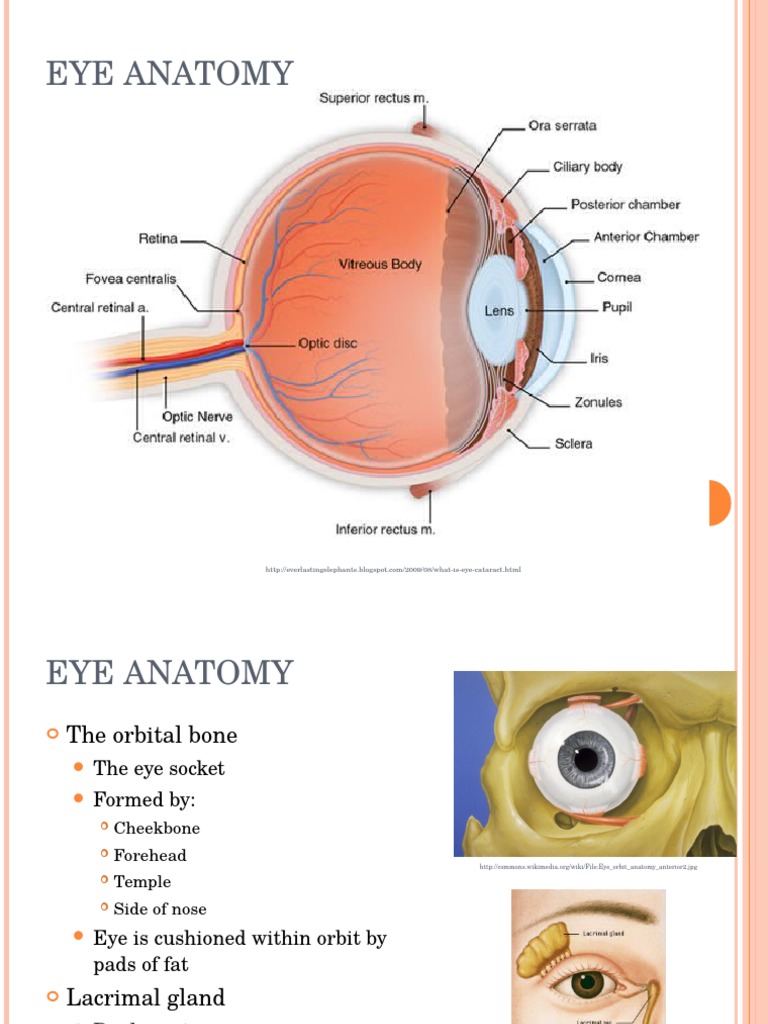 3800lecture 1 - Eye Anatomy | PDF | Retina | Human Eye