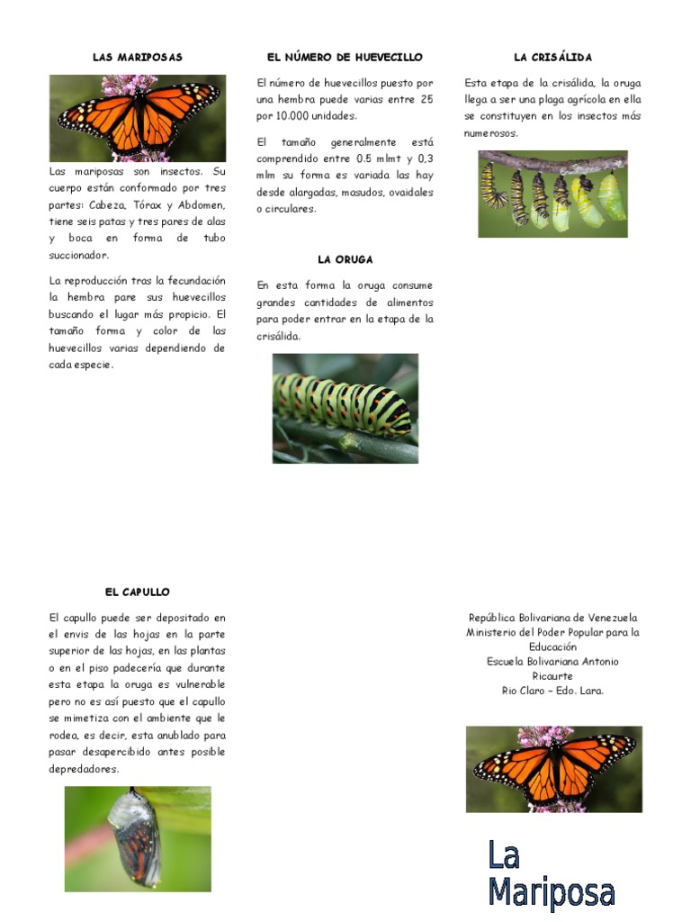 Las Mariposas Triptico