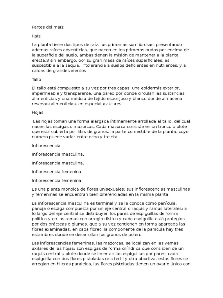 Partes Del Maíz | PDF | Maíz | Tallo de la planta