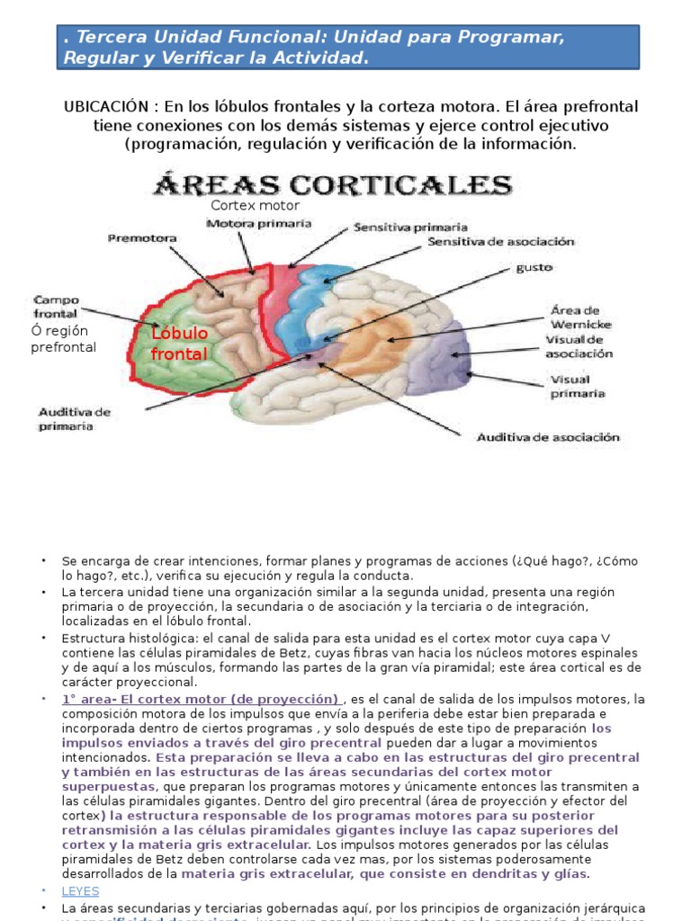 3 Unidad Funcional de Luria | Materia gris | Lóbulo frontal