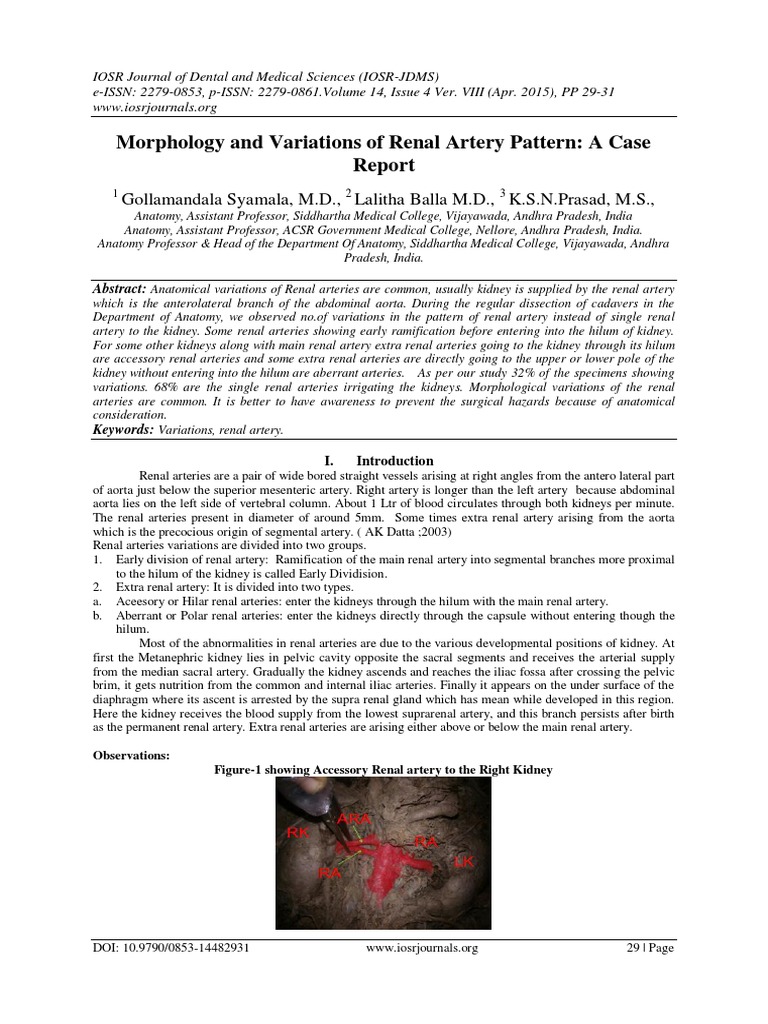 Morphology and Variations of Renal Artery Pattern: A Case Report | PDF ...
