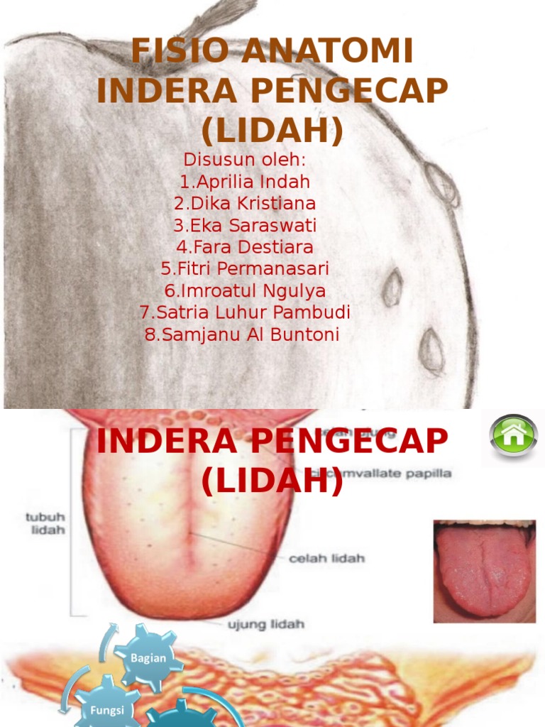 FISIO ANATOMI INDERA PENGECAP (LIDAH | PDF