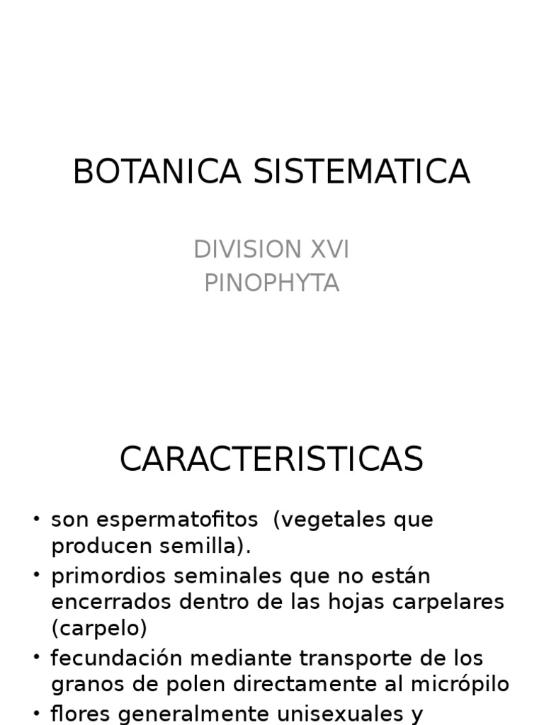 División Pinophyta en Guatemala | PDF | Tallo de la planta | Hoja
