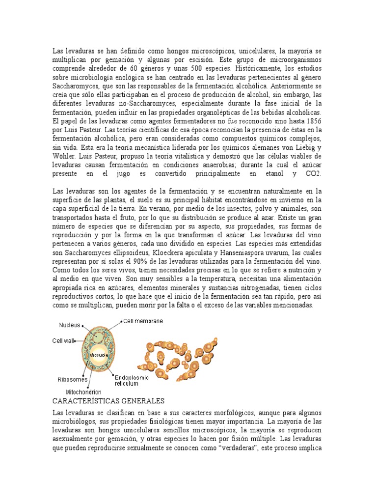 Las Levaduras Se Han Definido Como Hongos Microscópicos Pdf