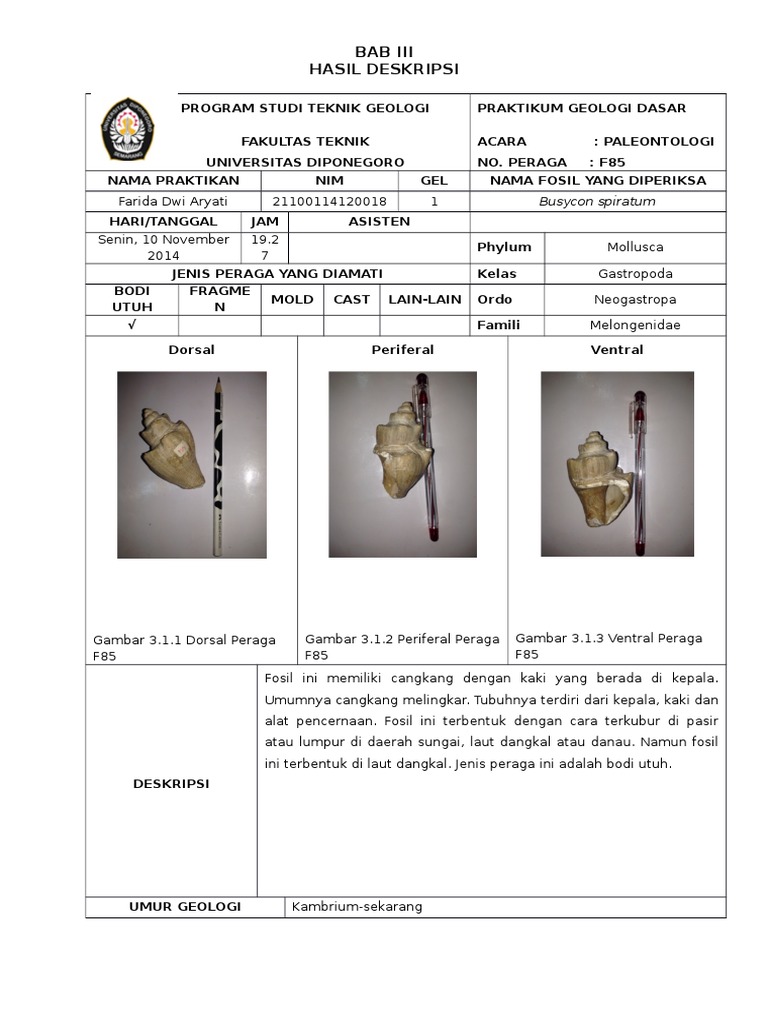 Deskripsi Fosil Busycon Spiratum | PDF