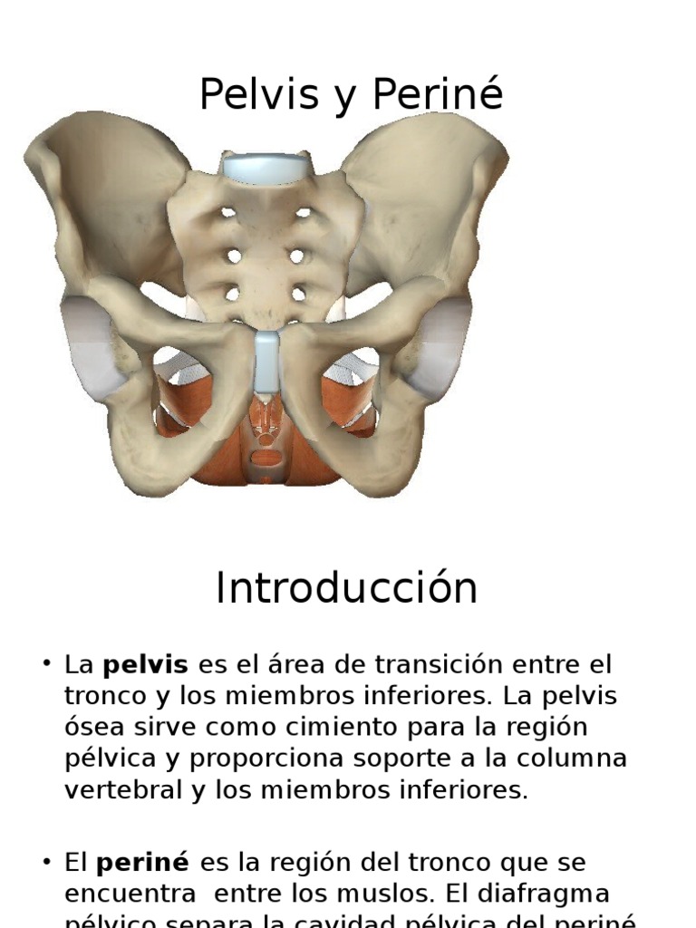 Pelvis y Periné | PDF | Útero | Testículo