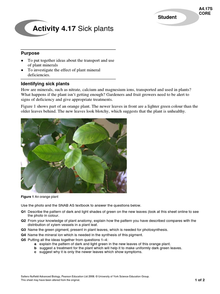 Activity 4 17 Sick Plants Purpose Pdf Experiment Science
