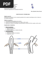 Fórmulas Dentarias | PDF | Diente | Ramas de Odontología