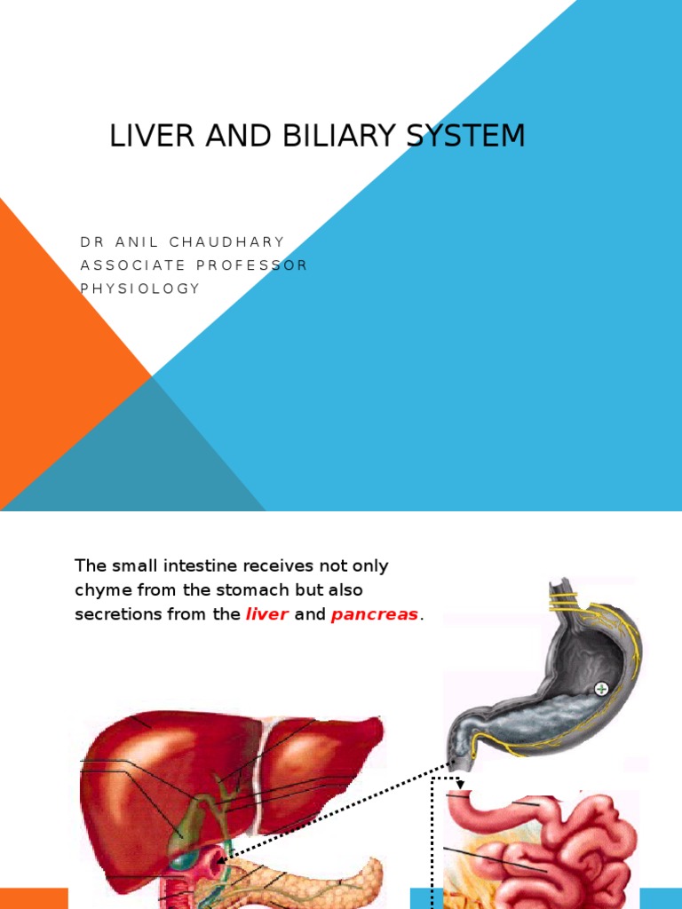 Liver and Biliary | Liver | Bile