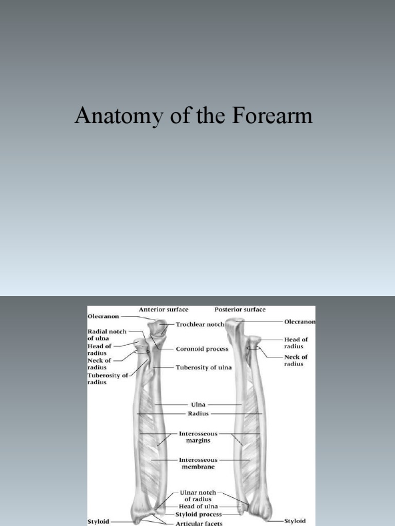 Forearm and Hand Anatomy Overview | PDF | Science & Mathematics
