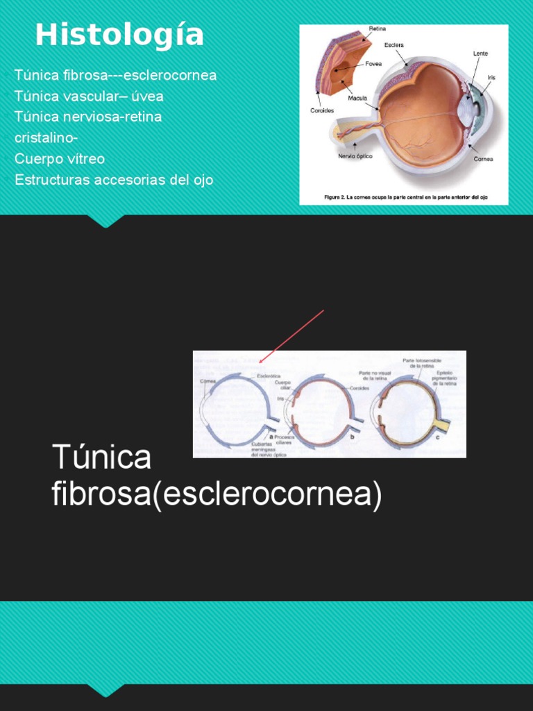 Estructura y función de las capas del ojo humano | PDF | Córnea | Ojo ...
