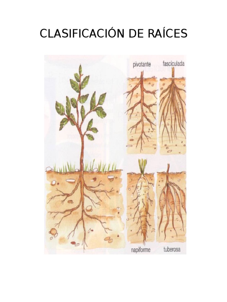 Clasificación de Raíces | PDF | Raíz | Tallo de la planta
