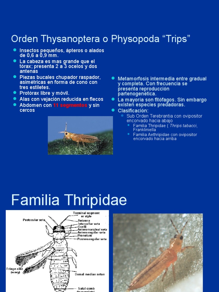 Orden Thysanoptera, Megaloptera, Neuroptera, Mecoptera y Siphonaptera ...