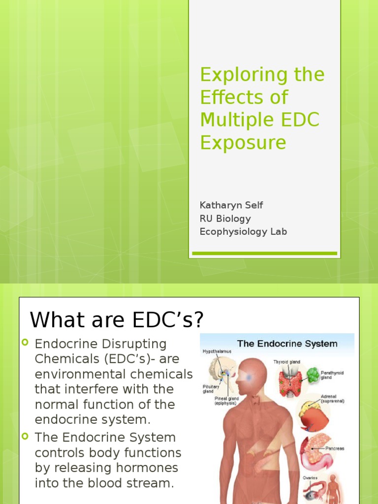 Exploring The Effects of Multiple EDC Exposure: Katharyn Self RU ...