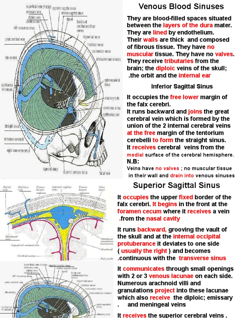 Venous Sinuses | PDF | Animal Anatomy | Human Head And Neck