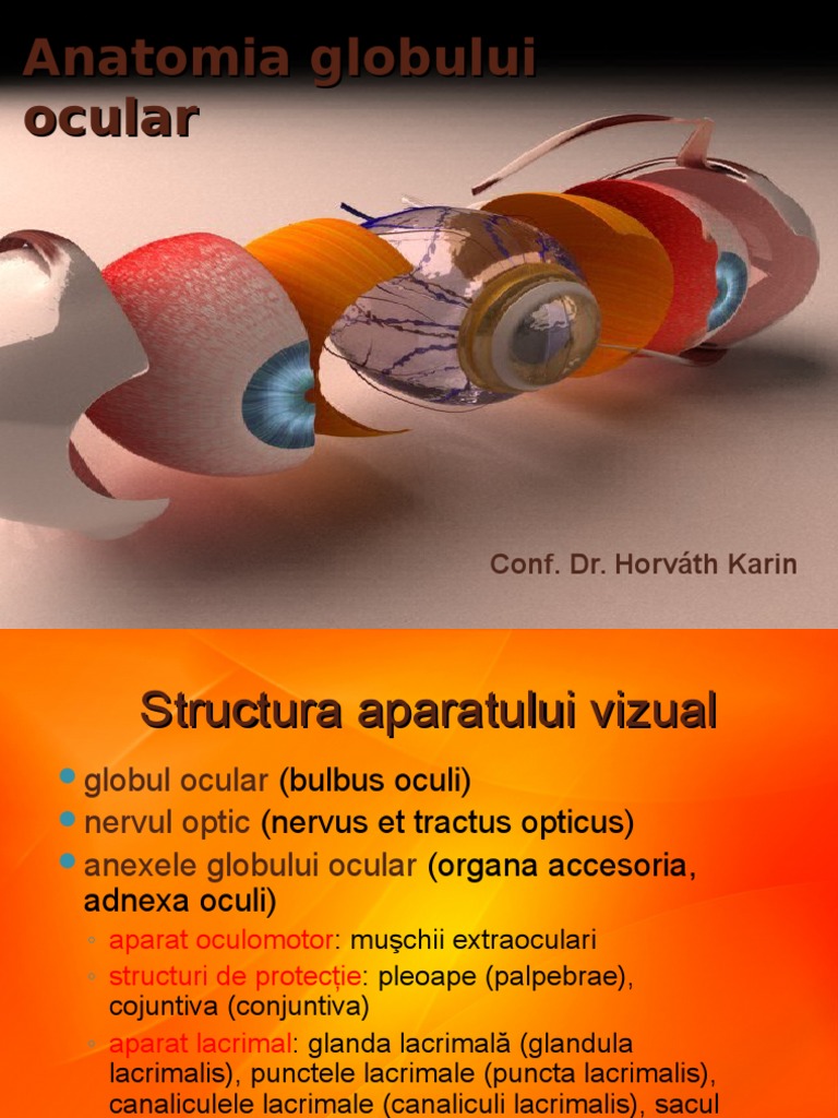 Anatomia OCHIULUI