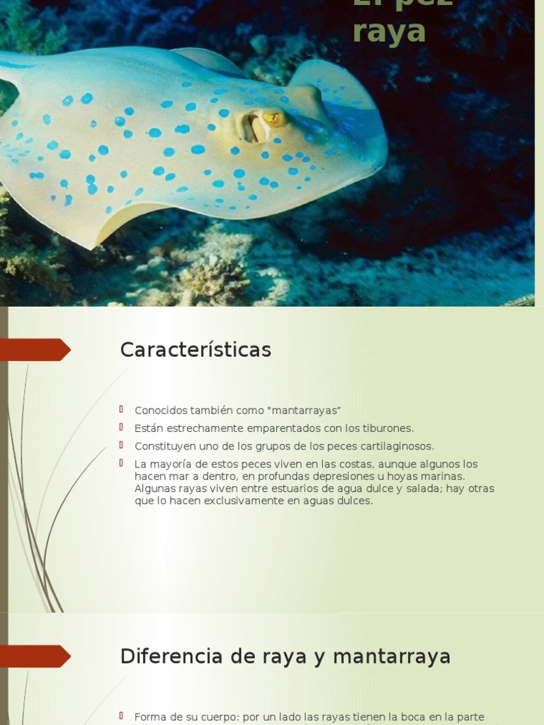 El Pez Raya | Descargar gratis PDF | Pescado | Bienestar