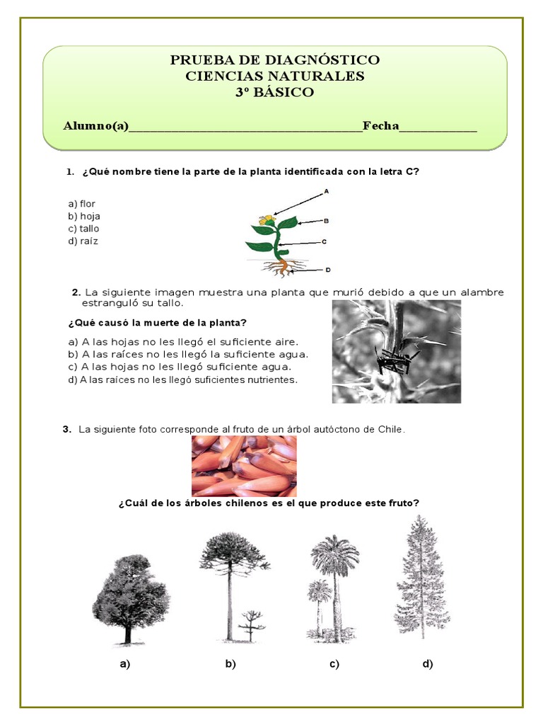 Prueba de Diagnostico Ciencias Terceros Básicos | PDF | Sonido | Luna