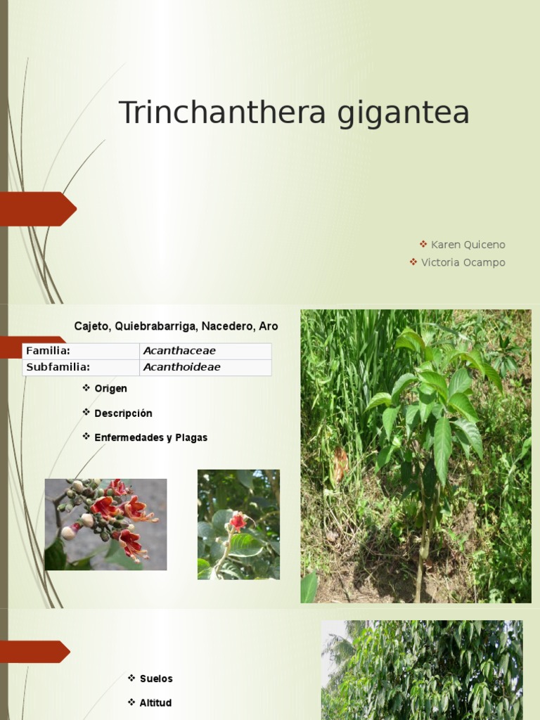 Usos y manejo de Trichanthera gigantea | PDF