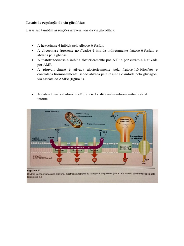 Resumo Bioquímica - Glicólise, Ciclo de Krebs, Gliconeogênese ...