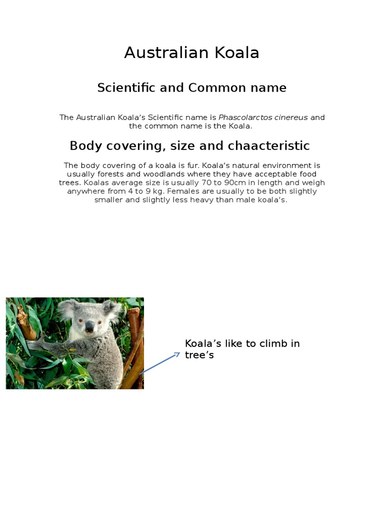 Australian Koala | PDF | Home & Garden | Science & Mathematics