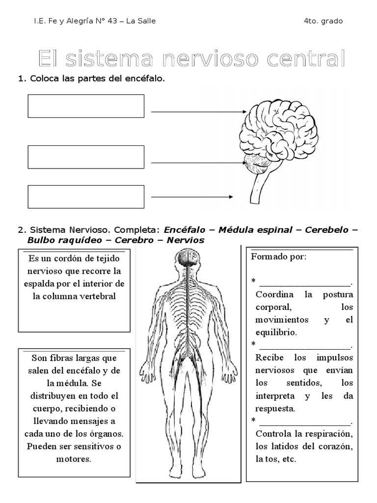 Sistema Nervioso Sentidos | PDF