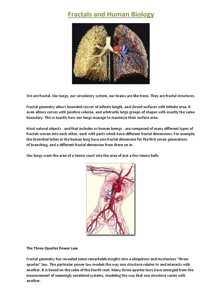 Fractals and Human Biology | Fractal | Virus