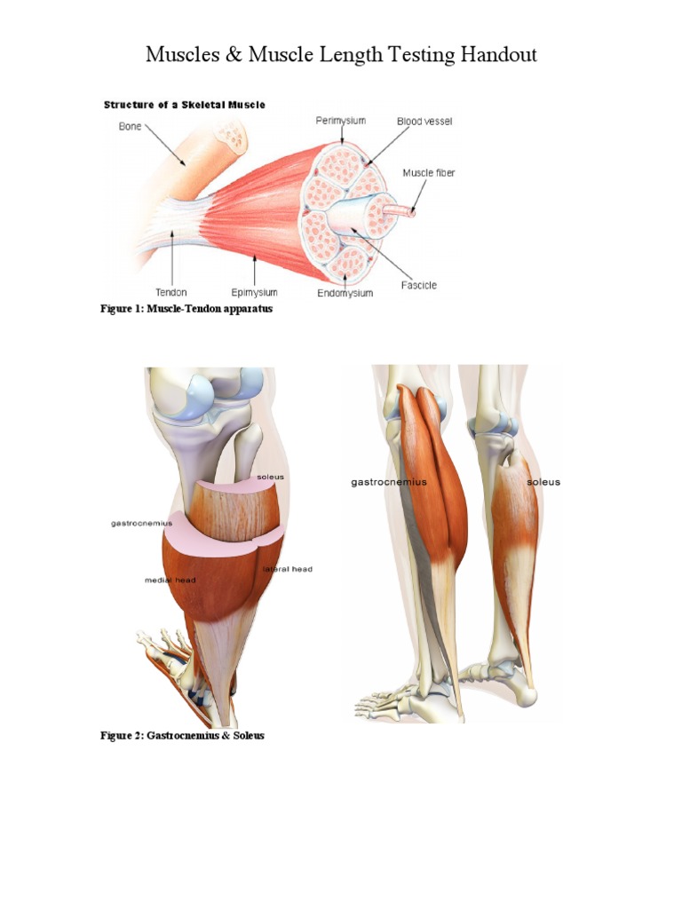 Muscles & Muscle Length Testing Handout | PDF
