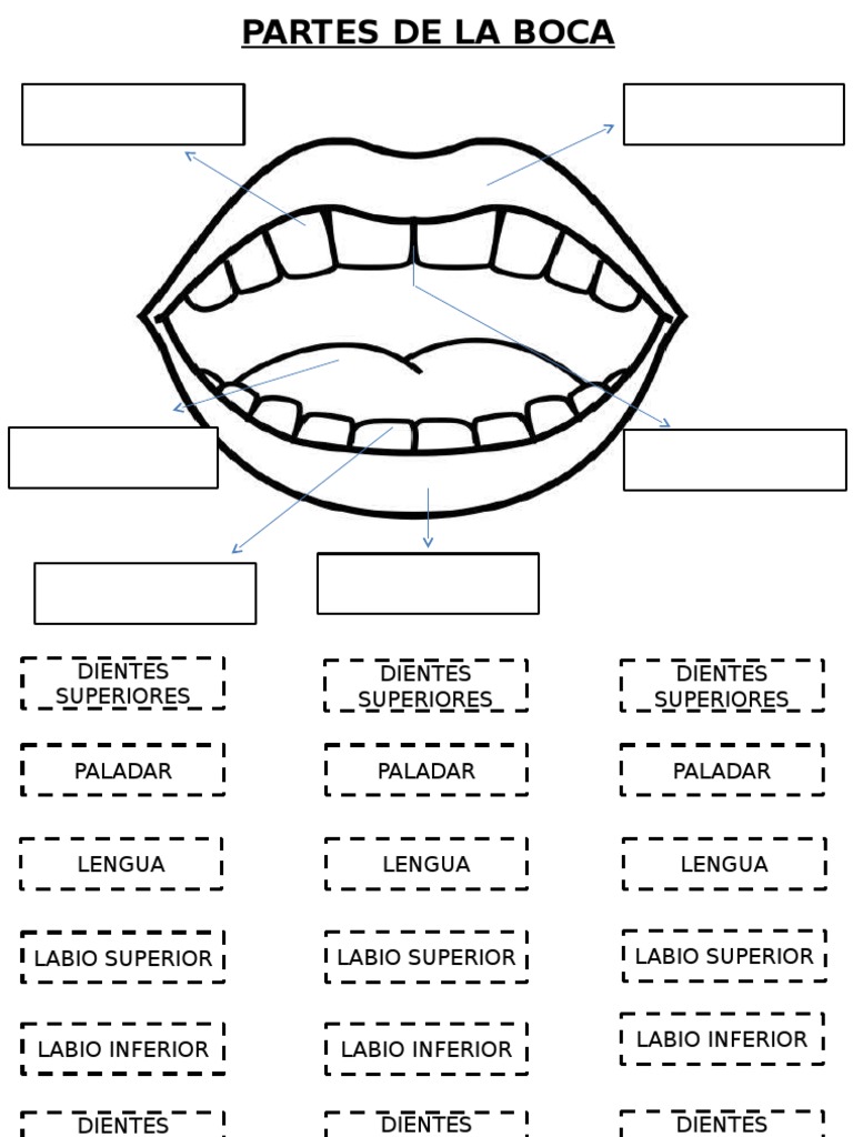 Partes de La Boca | Descargar gratis PDF | Boca | Naturaleza