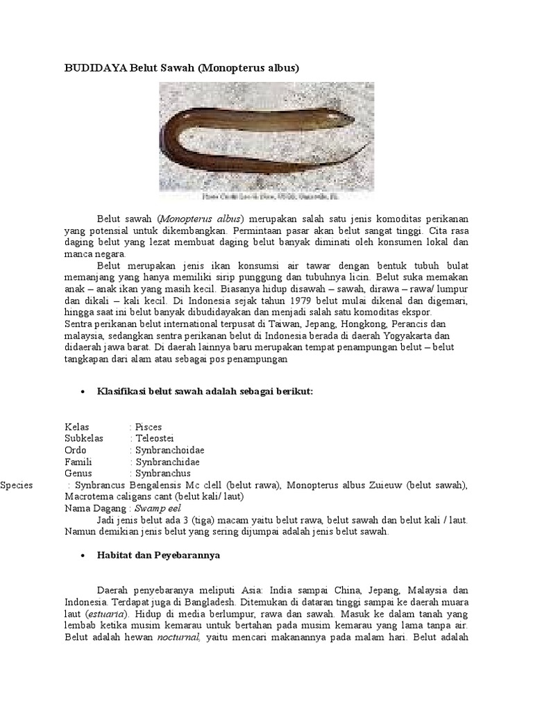 BUDIDAYA Belut Sawah | PDF