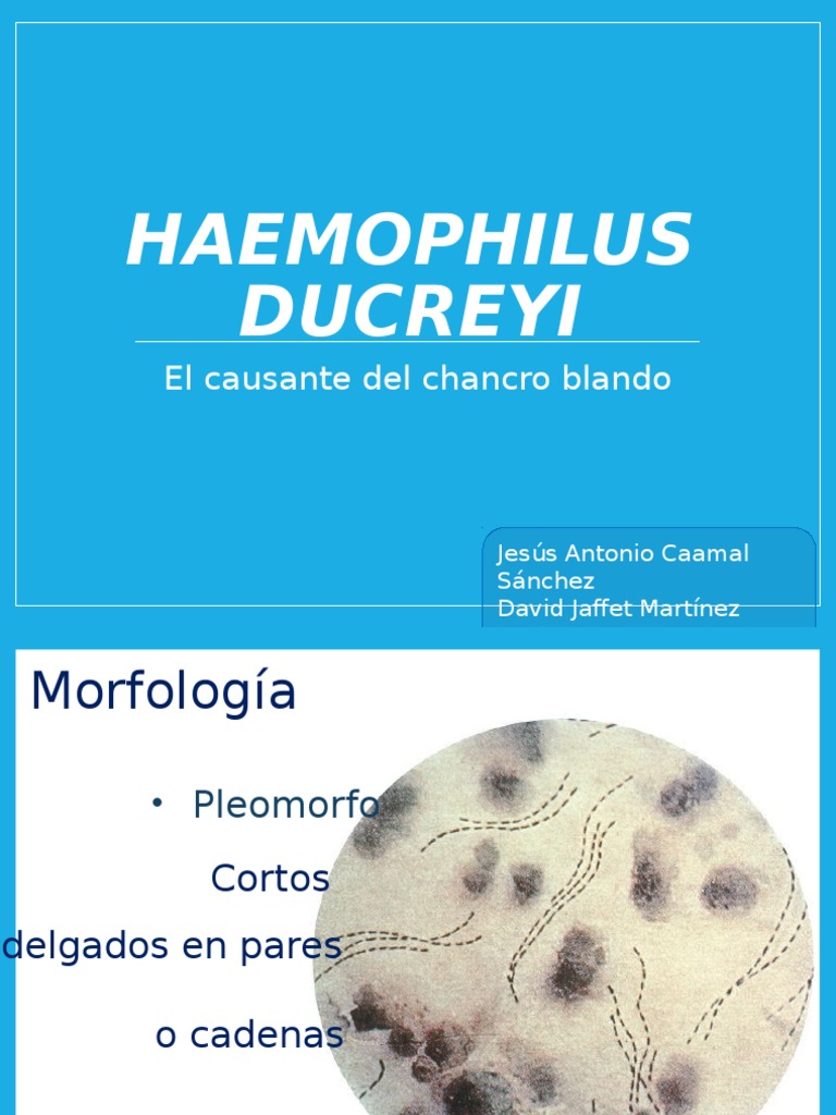 Haemophilus Ducreyi | PDF
