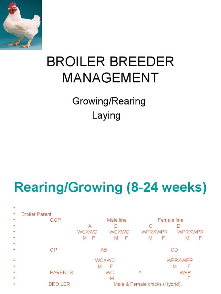 Breeder Management Revised | PDF | Broiler | Birds