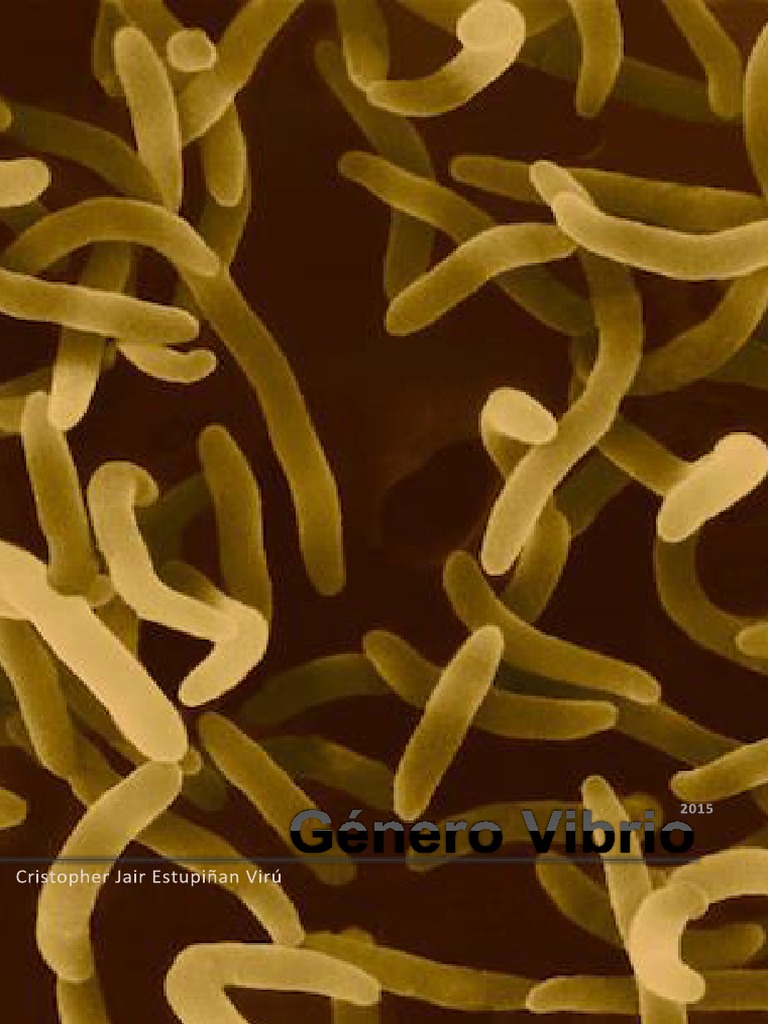 Género Vibrio | PDF | Diarrea | Microbiología