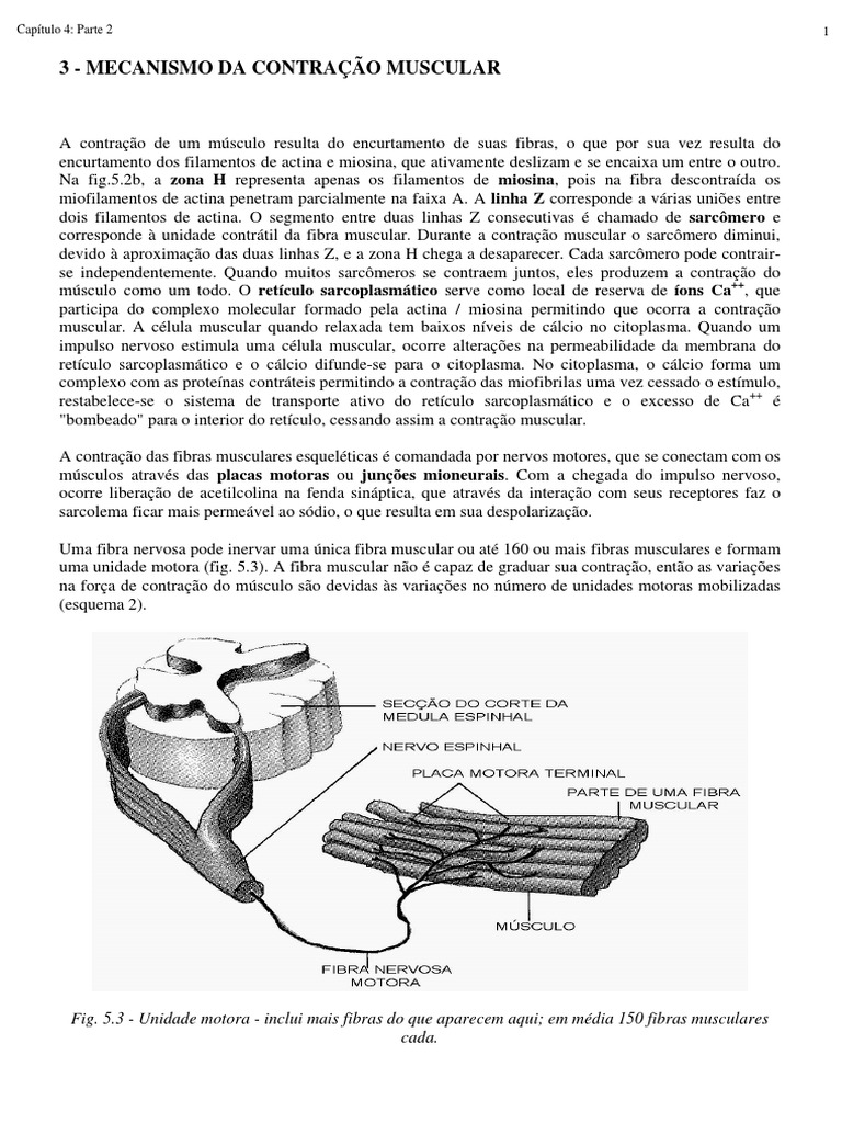 Contração Muscular | PDF