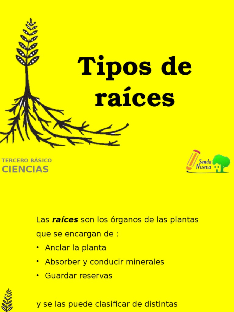 Tipos de raíces en plantas y su función | PDF