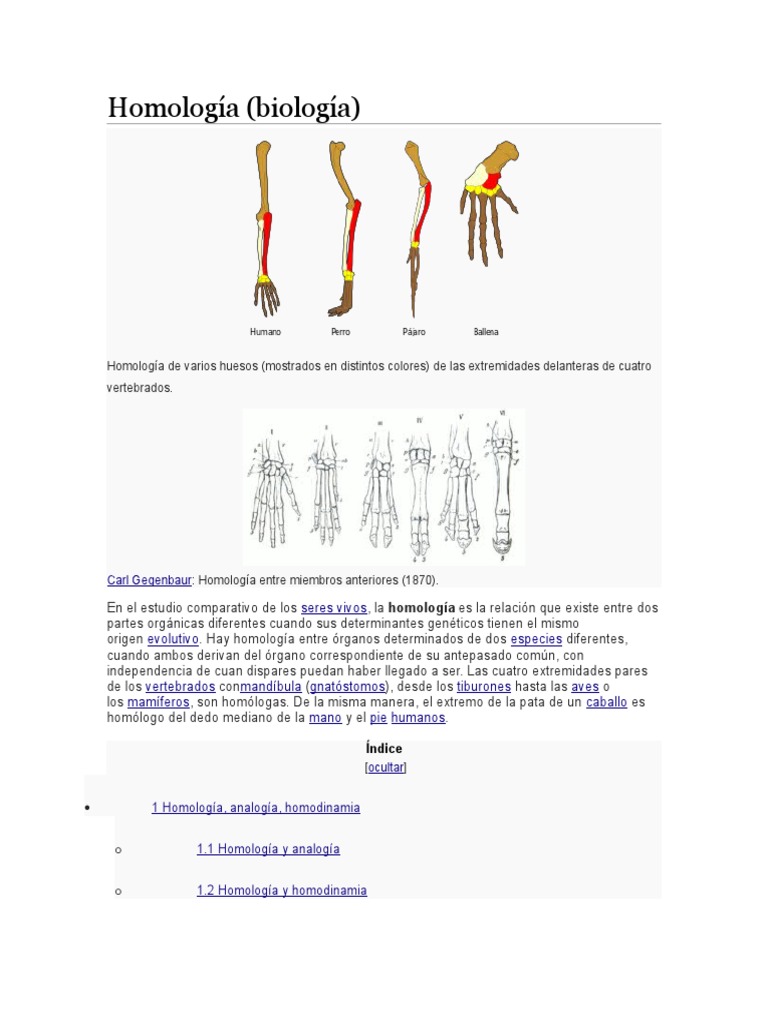 Homología | Homología (biología) | Gene
