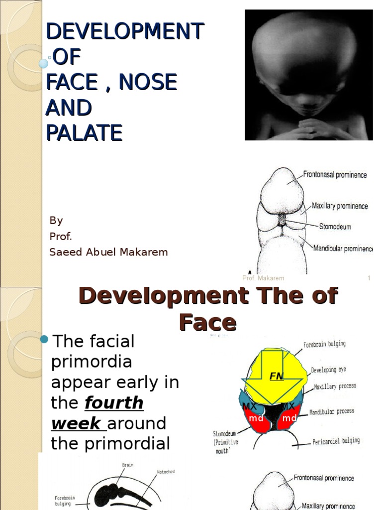Development OF Face, Nose AND Palate | PDF | Ear | Physiognomy