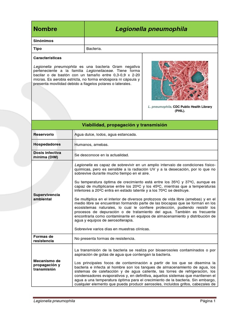Legionella pneumophila: Características y Riesgos | PDF | Salud pública ...