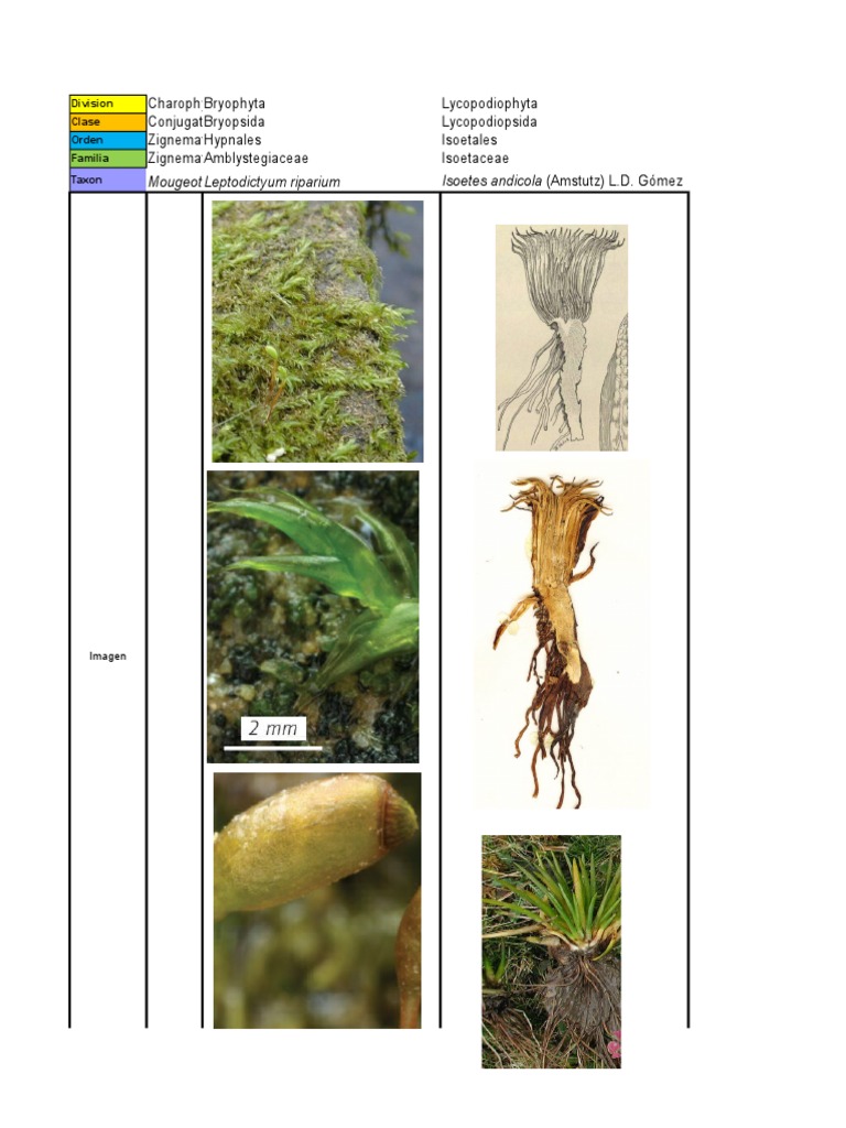 Guía Ilustrada de Macrofitas Acuáticas - by Marlon | PDF | Hoja | Plantas