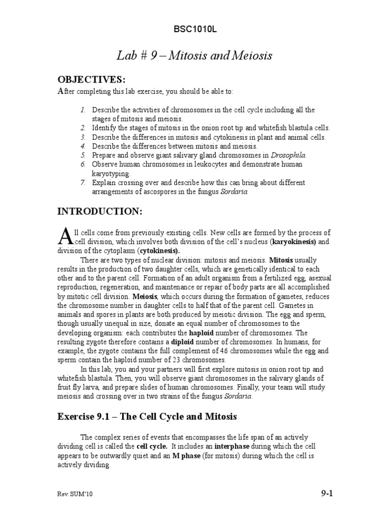Lab 9 | PDF | Mitosis | Chromosome