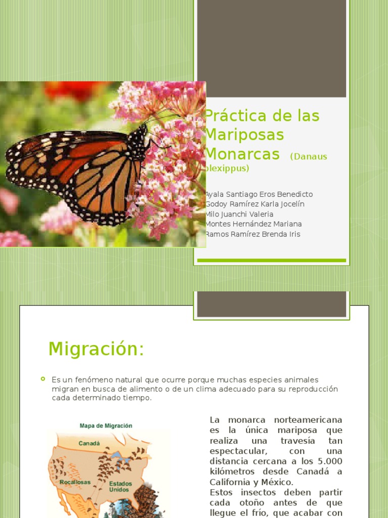 Ciclo de Vida y Migración de la Monarca | PDF | Crisálida | Lepidópteros
