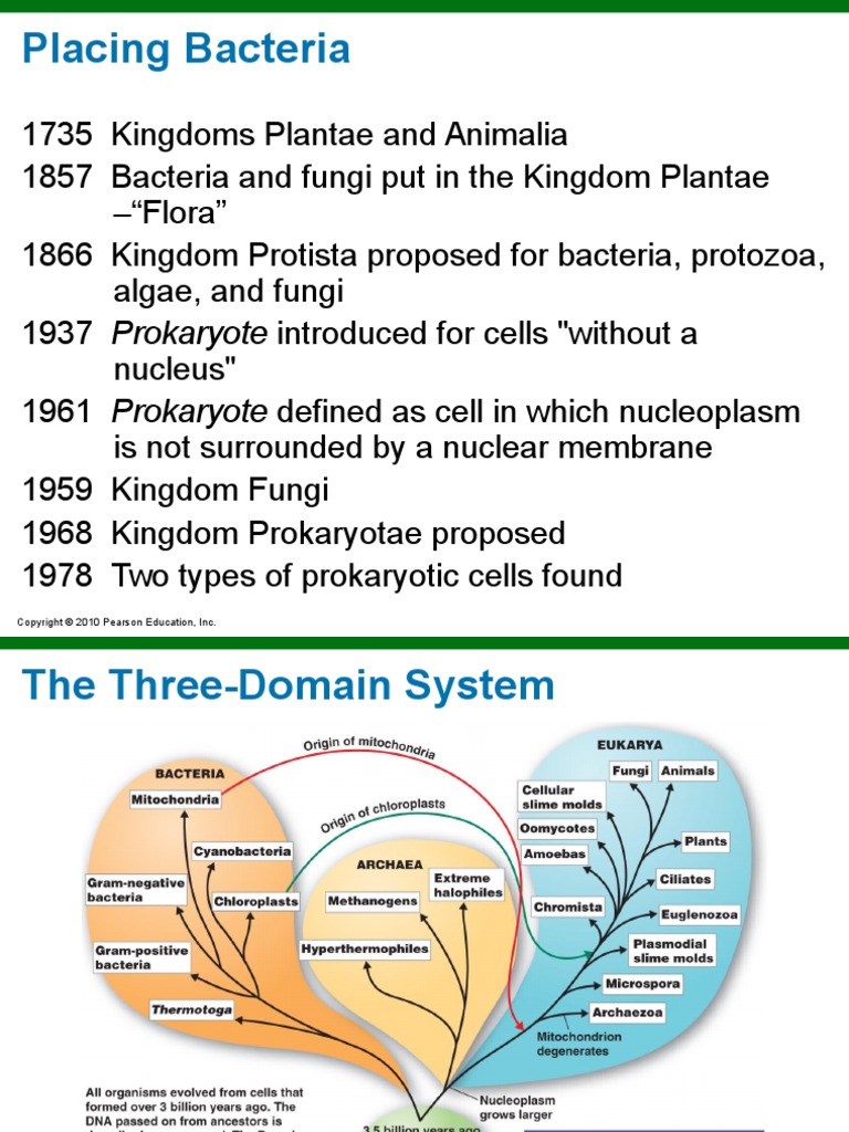 Classification of Microorganisms | Bacteria | Elisa