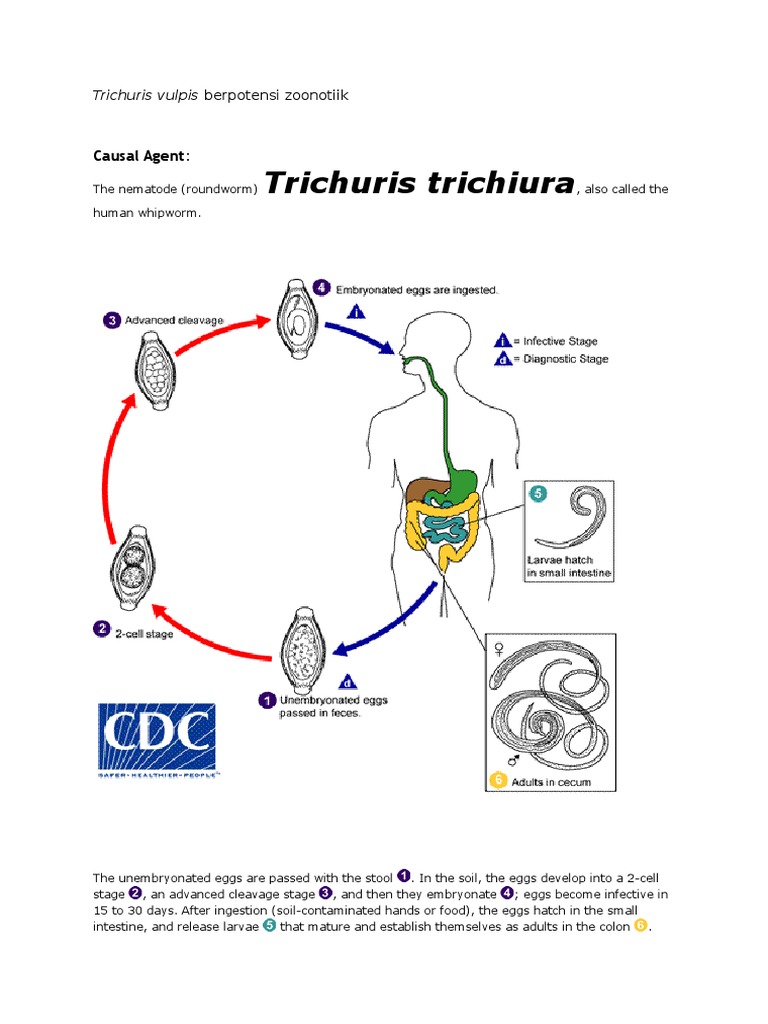 Trichuris vulpis .docx | Animals And Humans | Diseases And Disorders