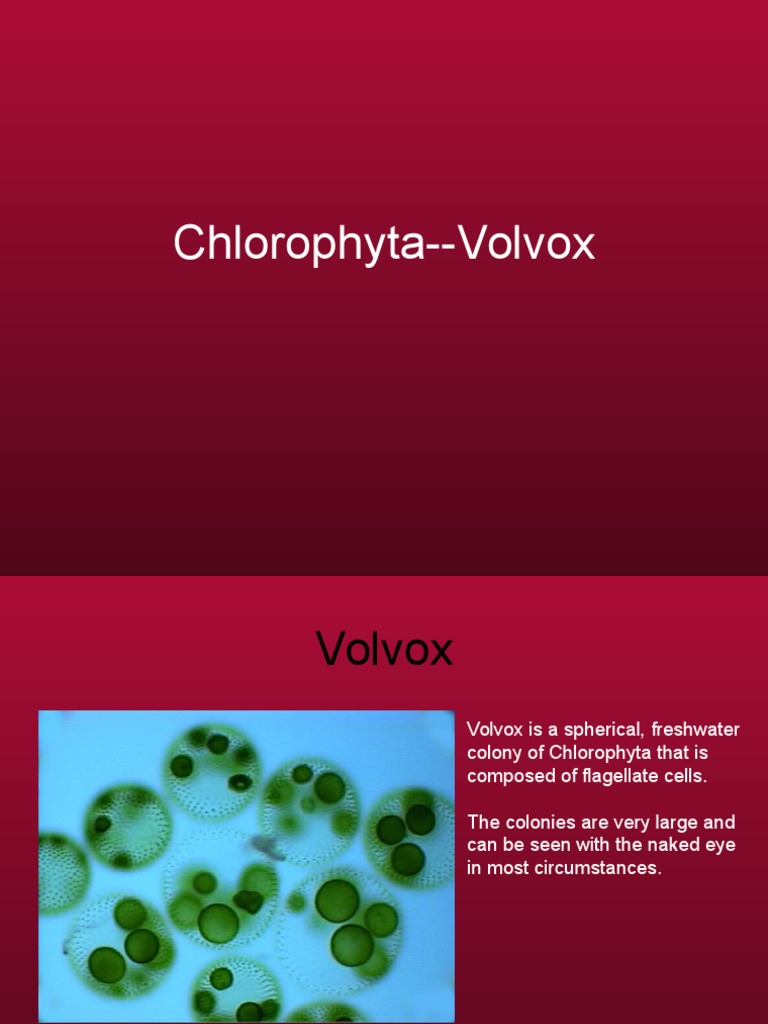 A Comprehensive Overview of Volvox, a Spherical Colony of Flagellate ...