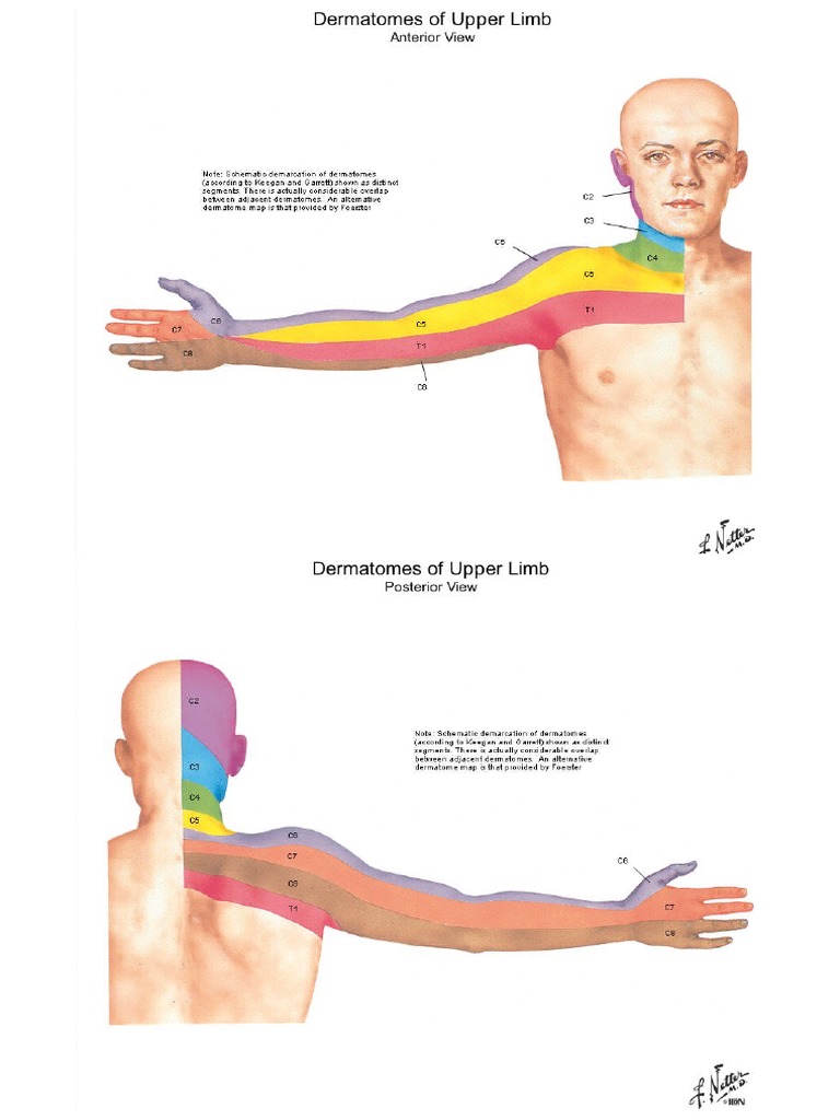 Dermatomes Netter