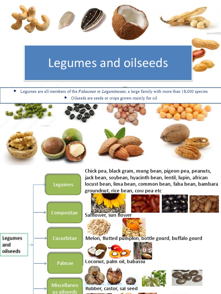 Legumes and Oilseeds | Legume | Bean